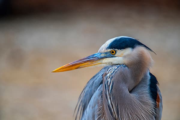 About | Rogers Wildlife Rehabilitation Center